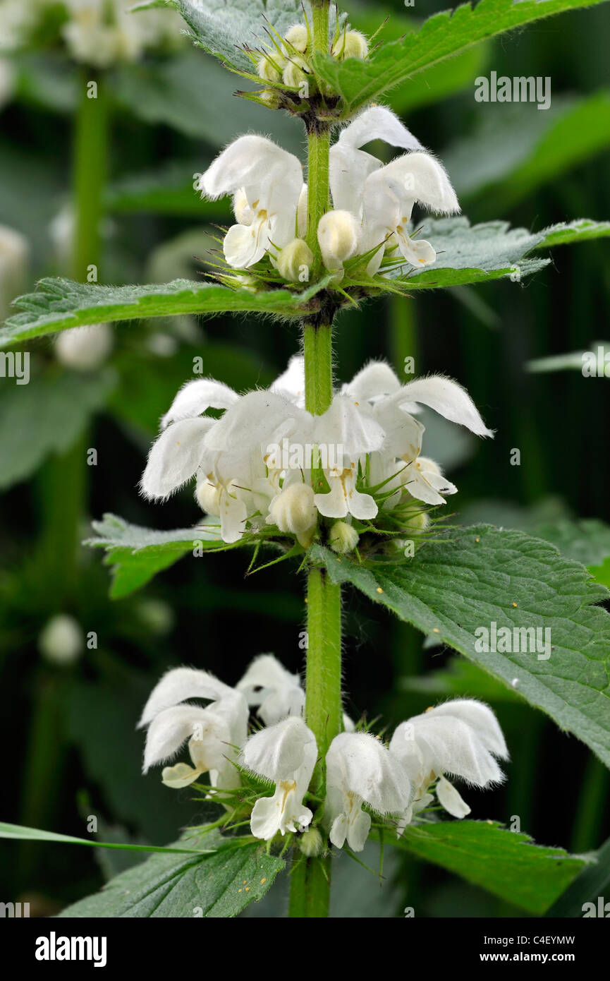 Dead nettle deadnettle nature flower hi-res stock photography and ...