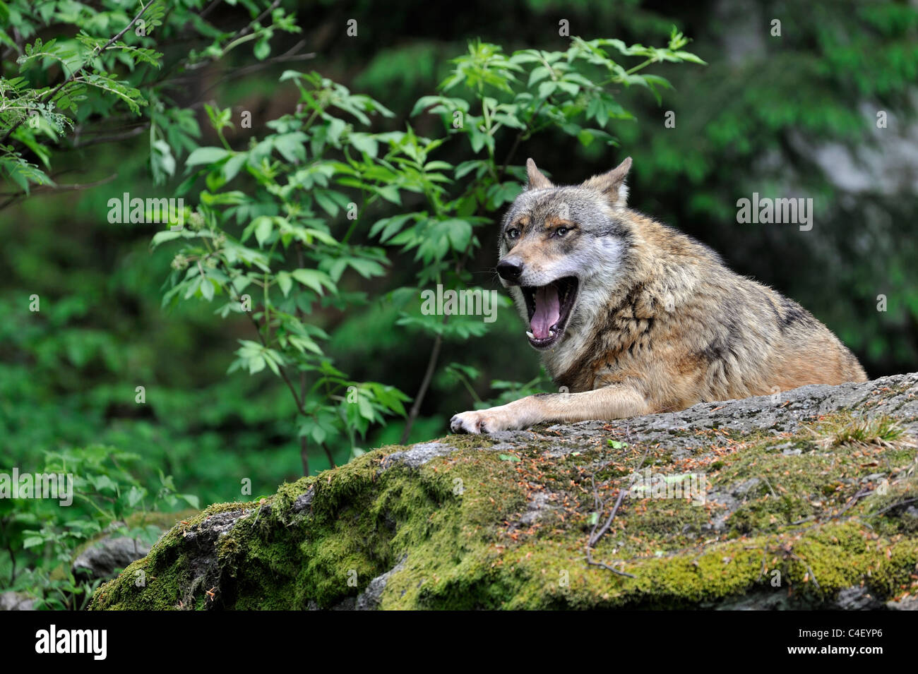 European Grey Wolf (Canis lupus) on rock yawning, Bavarian forest ...