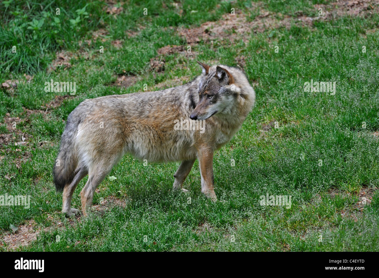 European Grey Wolf (Canis lupus) looking back, Bavarian forest, Germany ...