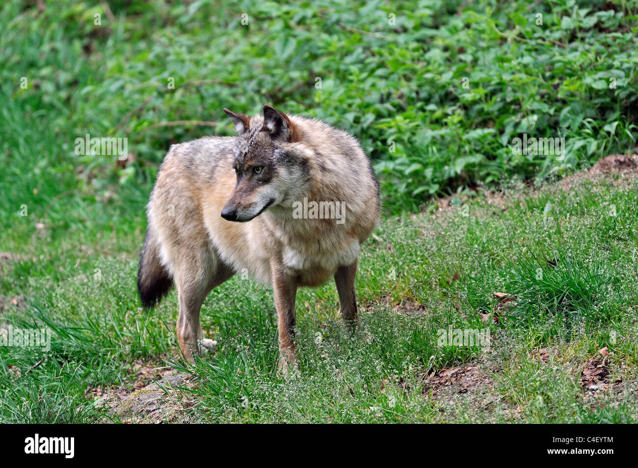 European Grey Wolf (Canis lupus) looking back, Bavarian forest, Germany ...
