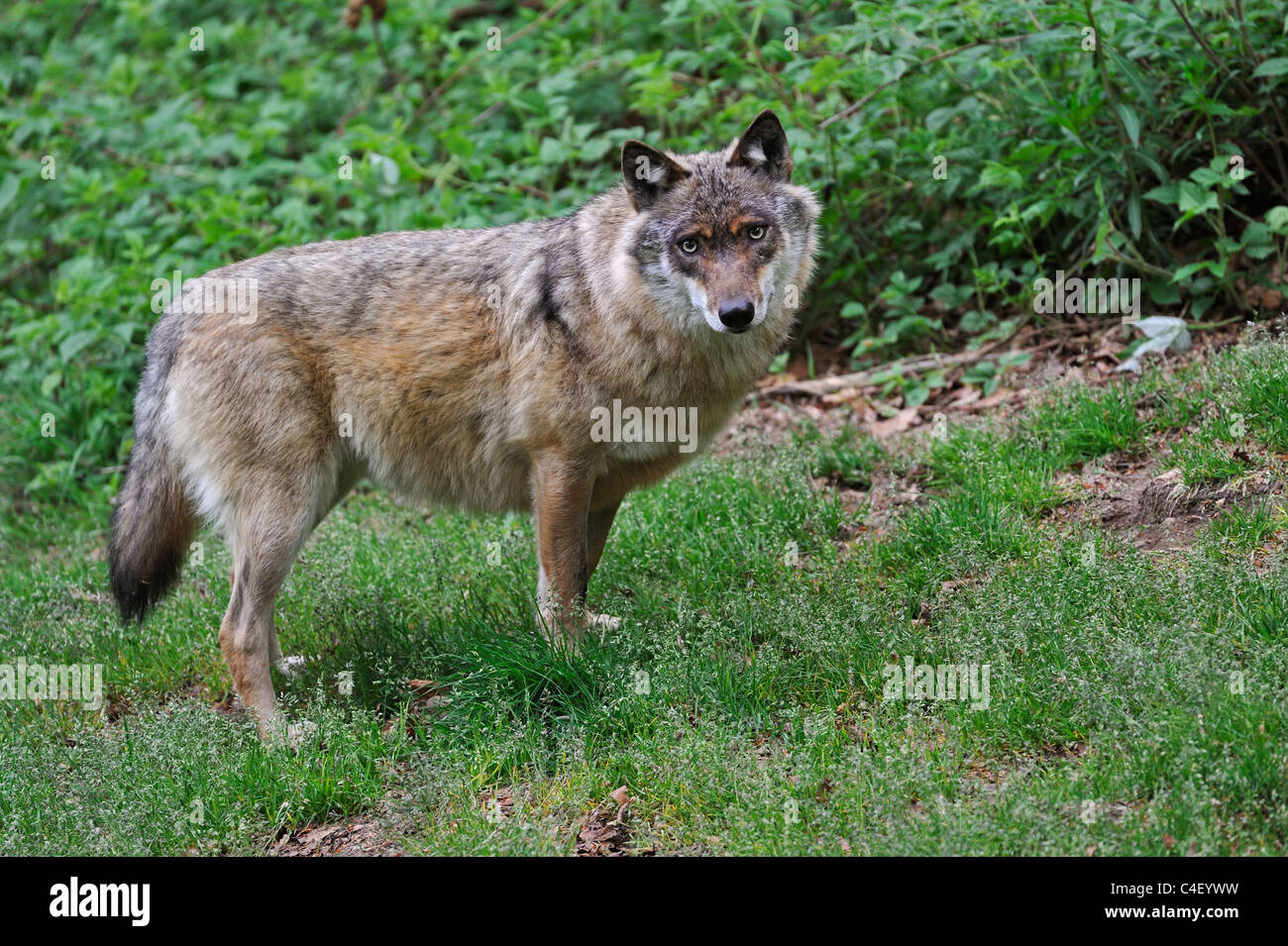 European Grey Wolf (Canis lupus), Bavarian forest, Germany Stock Photo ...