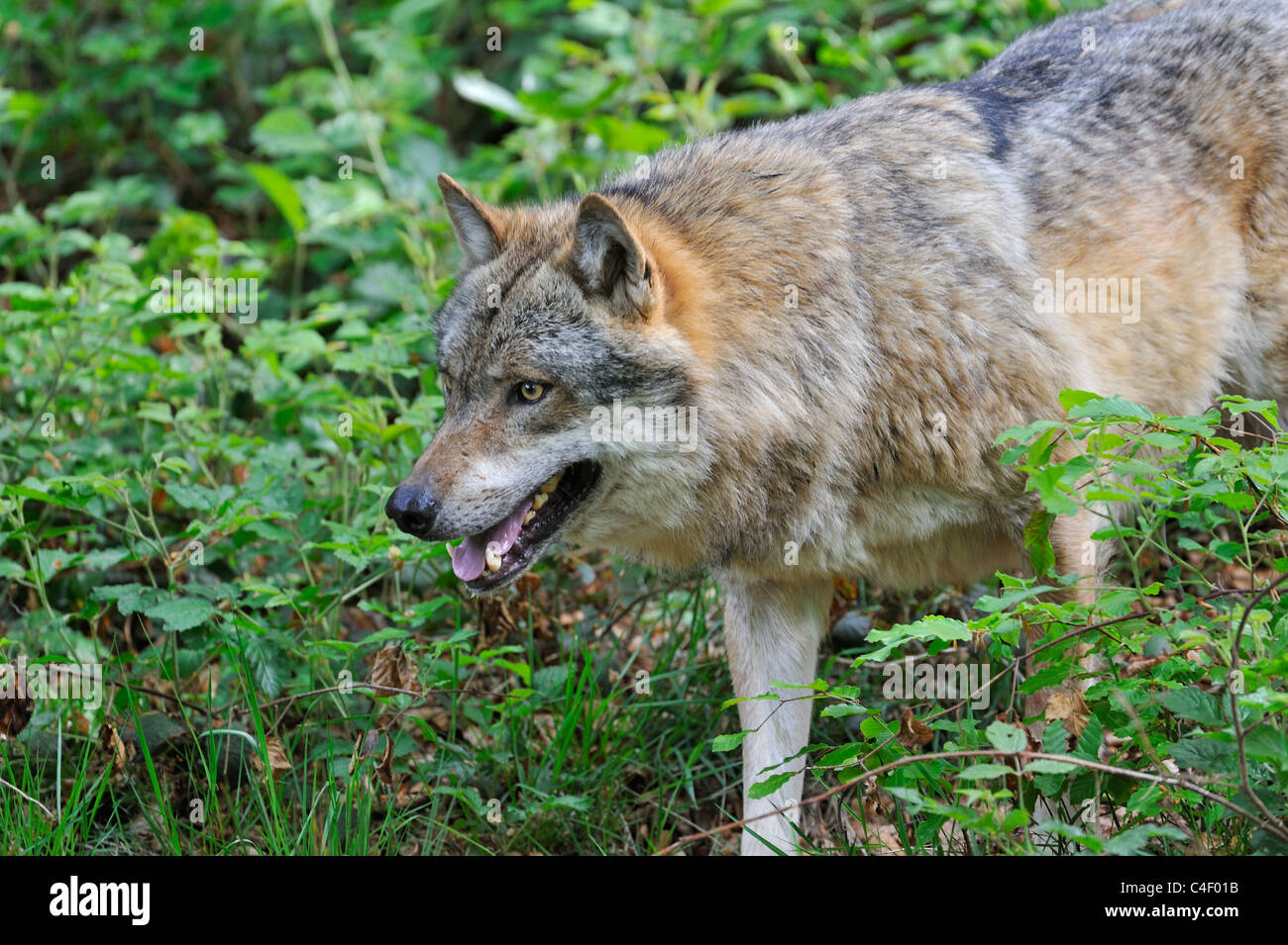 Through bushes hi-res stock photography and images - Alamy