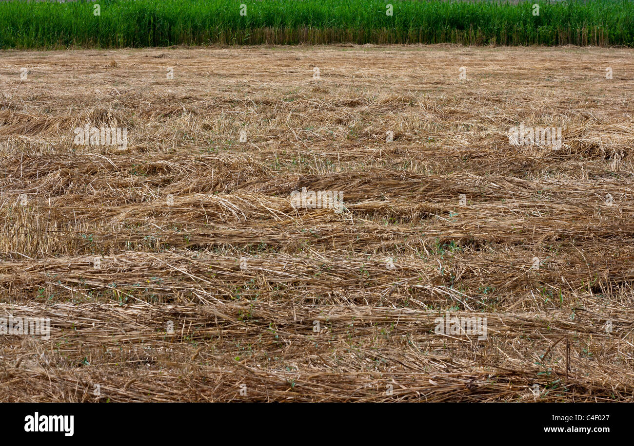 Fresh cut hay hi-res stock photography and images - Alamy