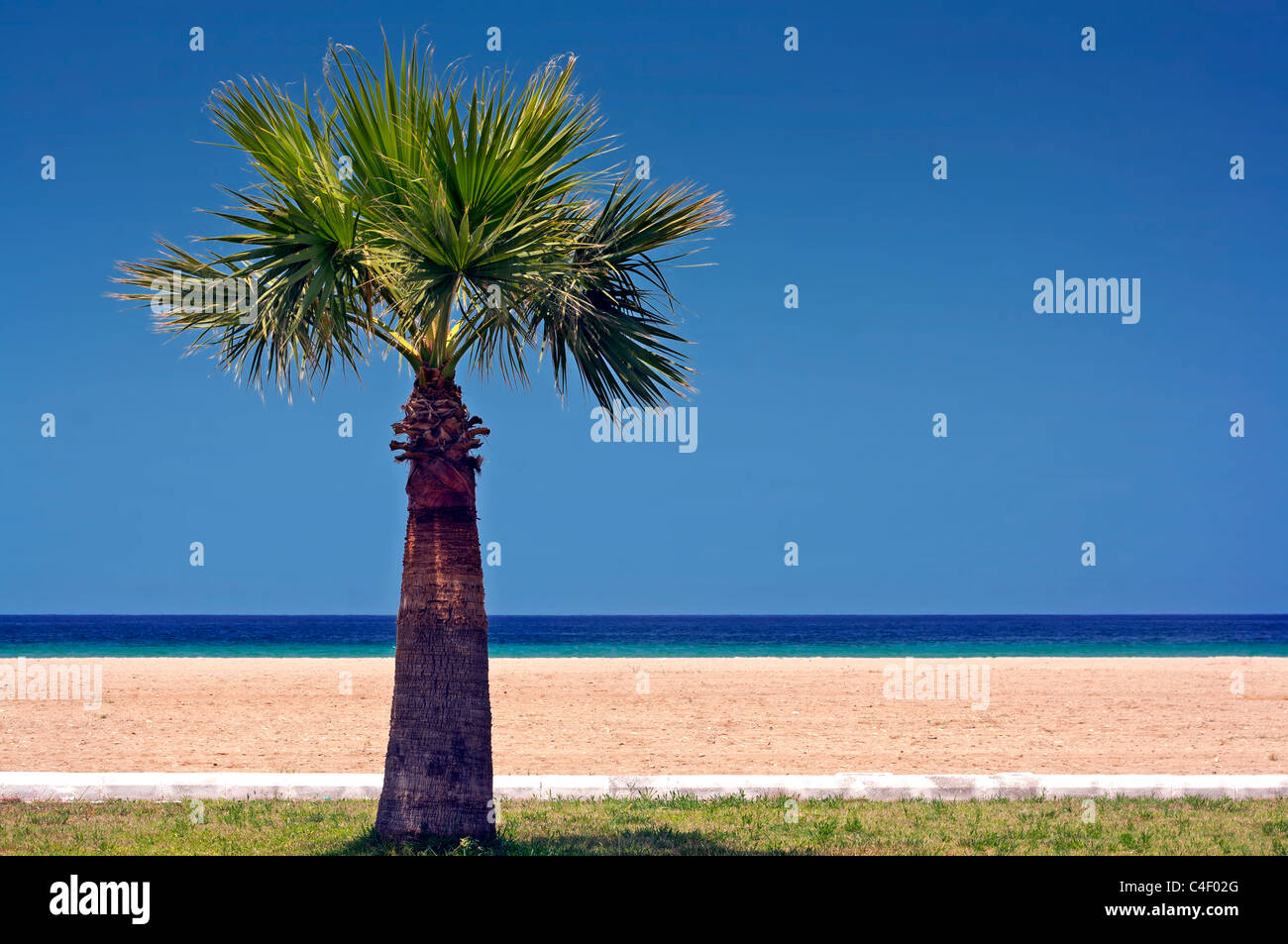 Single palm tree on empty beach with copy space Stock Photo - Alamy
