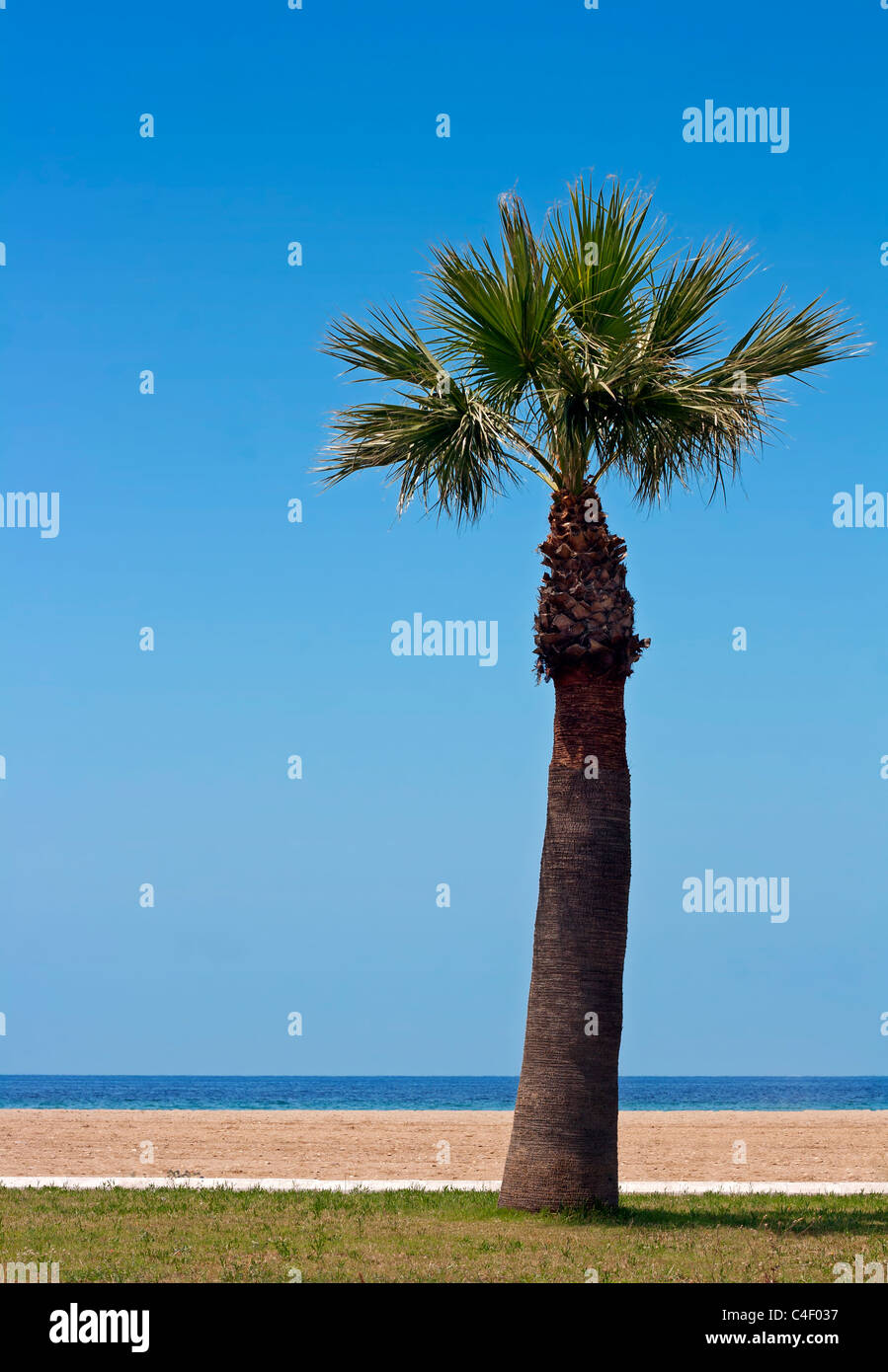 Single palm tree on empty beach with copy space Stock Photo - Alamy