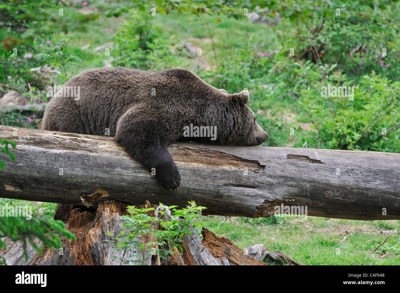 Lazy Eurasian brown bear (Ursus arctos) sleeping on fallen tree trunk in woodland, Bavarian ...