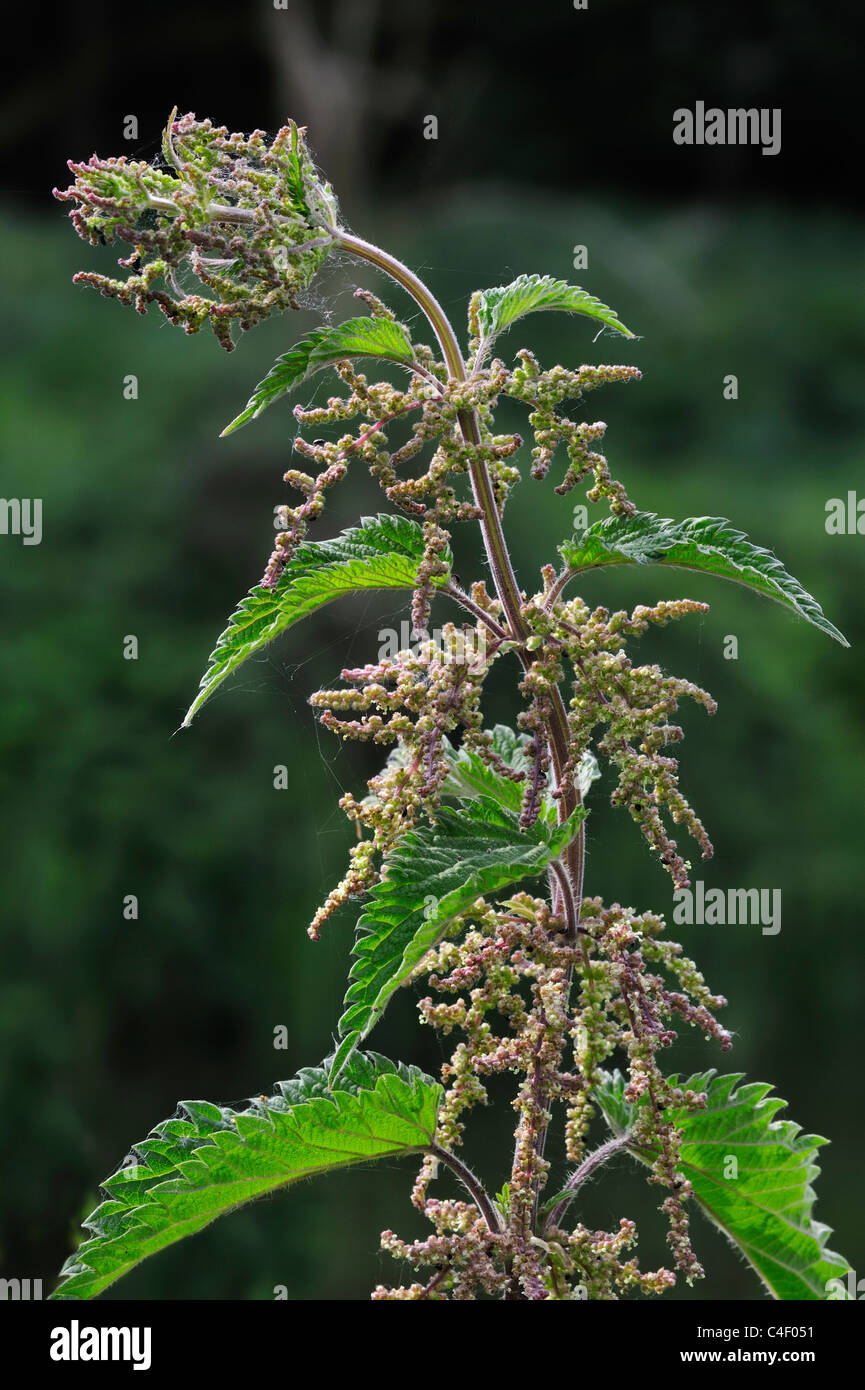 Stinging nettle / Common nettle (Urtica dioica) in flower Stock Photo ...