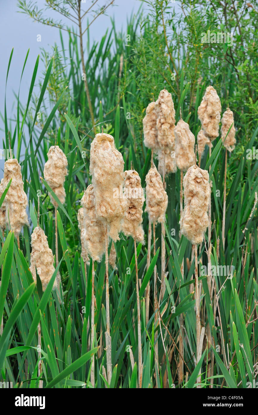Bulrush Plants Stock Photos & Bulrush Plants Stock Images - Alamy