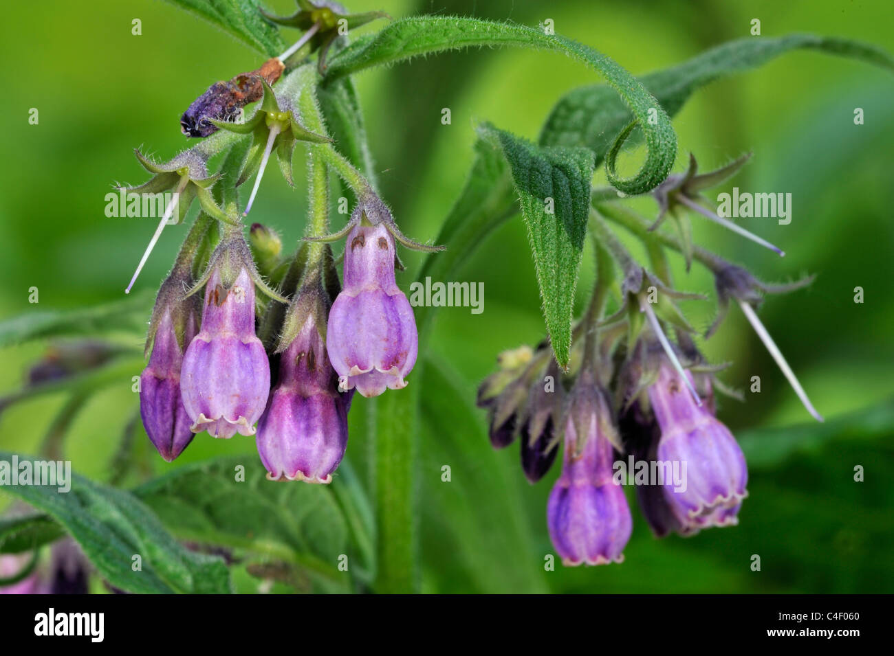 Common comfrey / Quaker comfrey / boneset / knitbone (Symphytum ...
