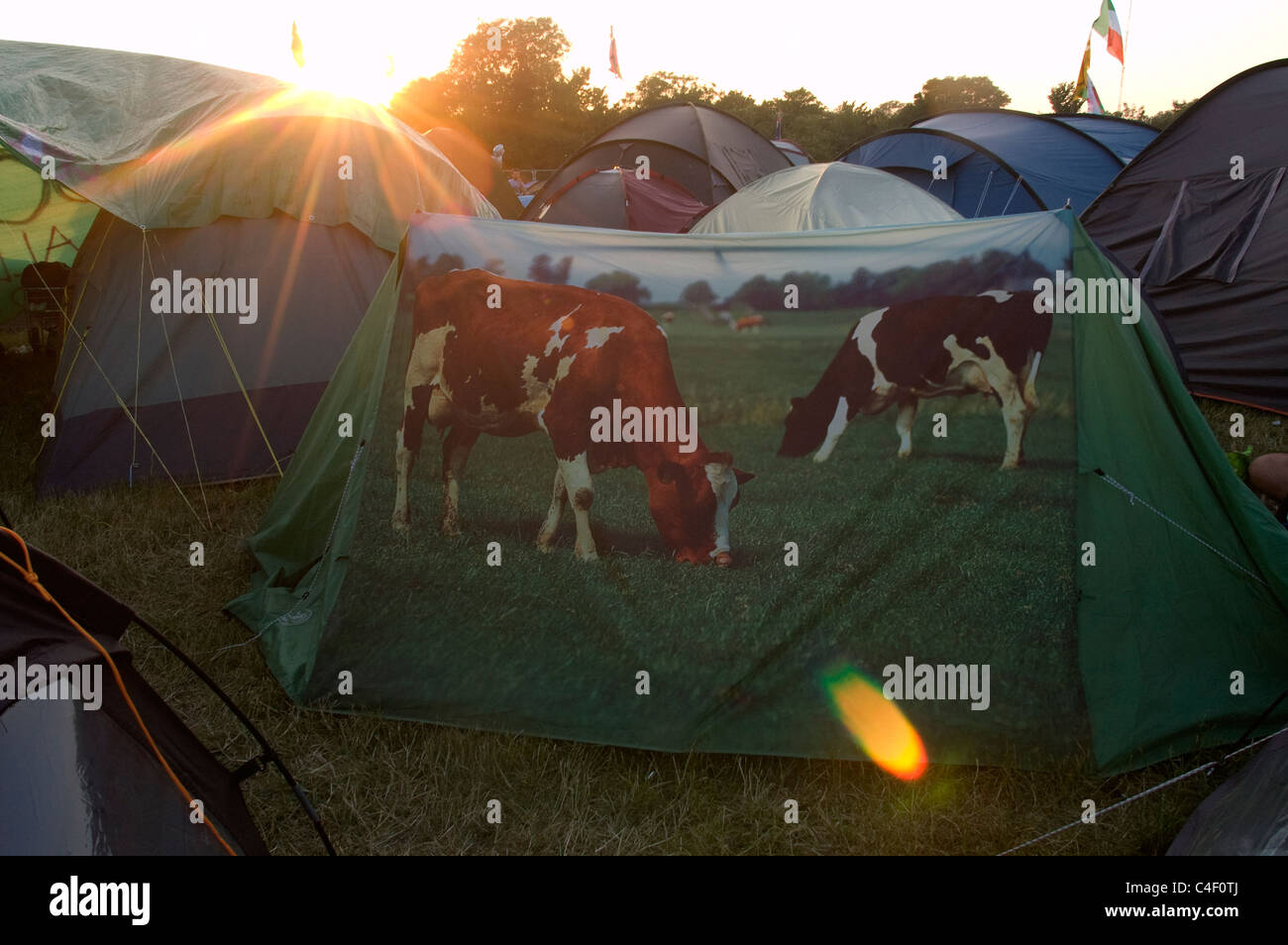 tent at glastonbury festival with a cow photograph on the front Stock ...