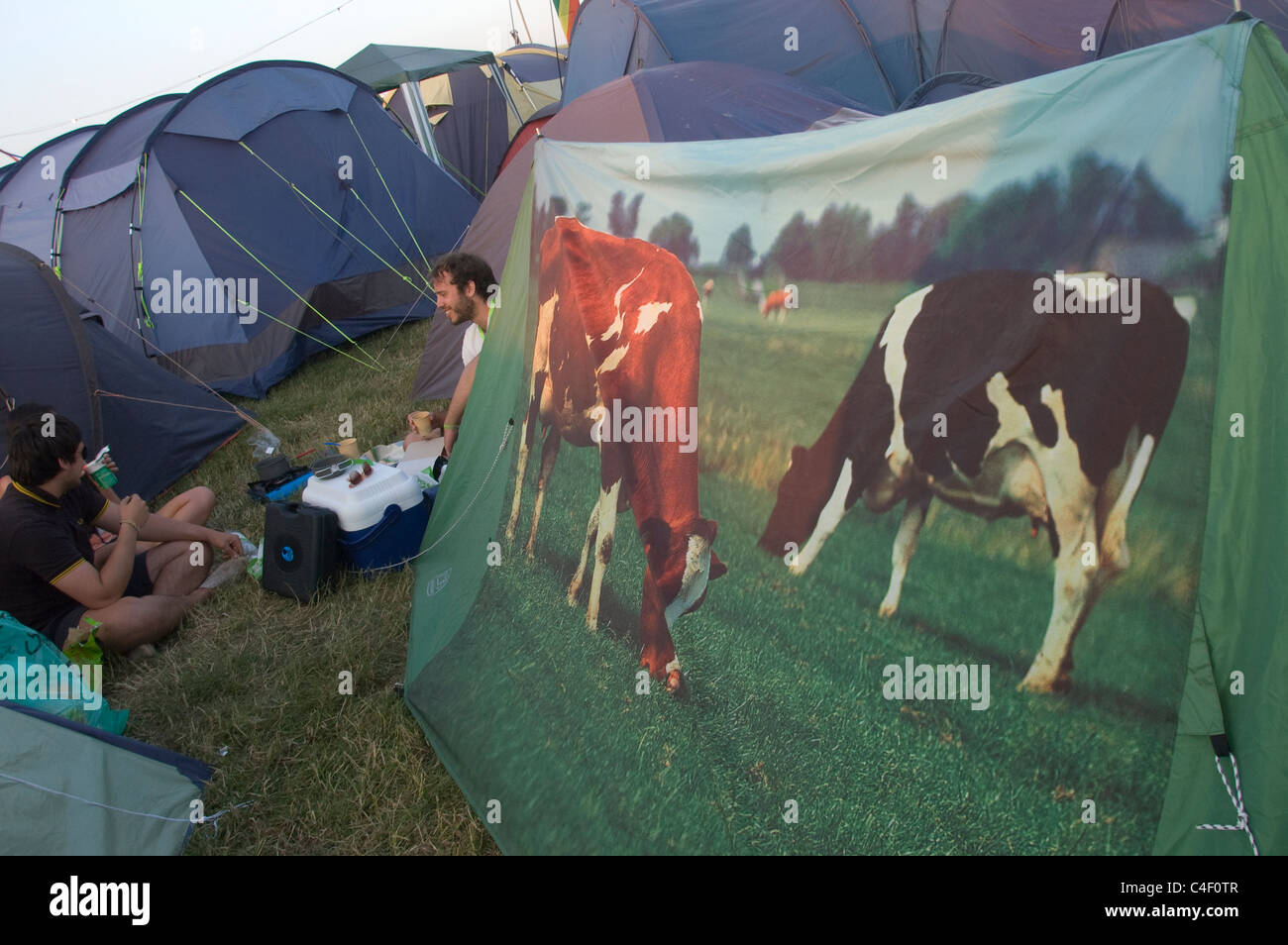 tent at glastonbury festival with a cow photograph on the front Stock ...