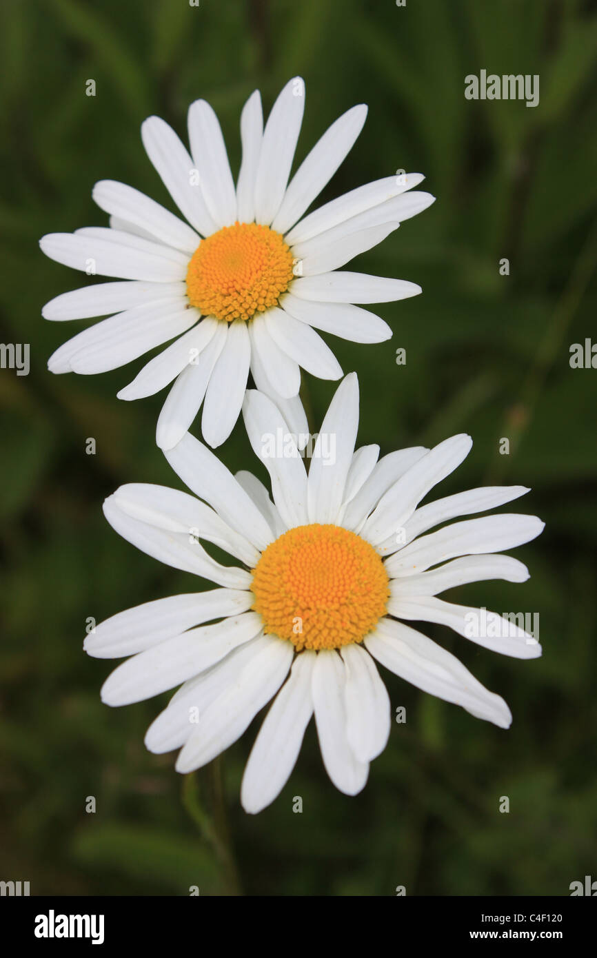 Daisey hi-res stock photography and images - Alamy