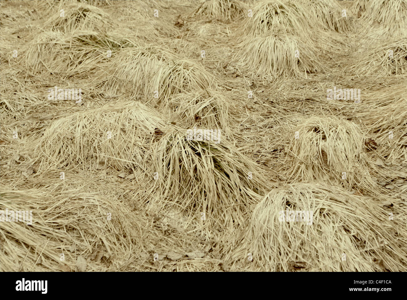 early spring grass texture Stock Photo - Alamy