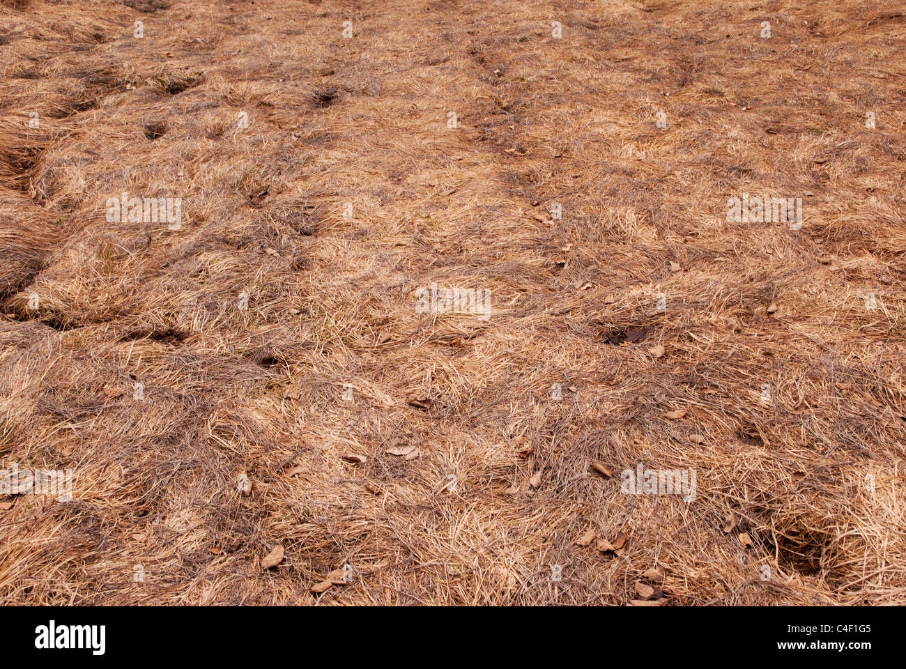 early spring grass texture Stock Photo - Alamy