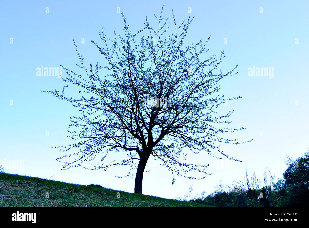 woods and meadows in the spring Stock Photo - Alamy