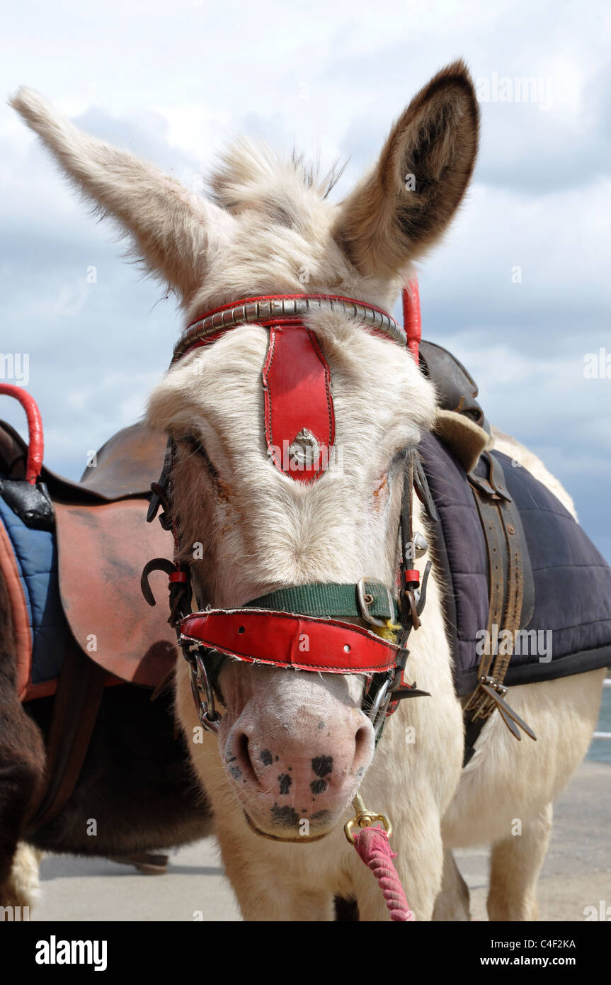 Donkey seaside coast ride Stock Photo - Alamy