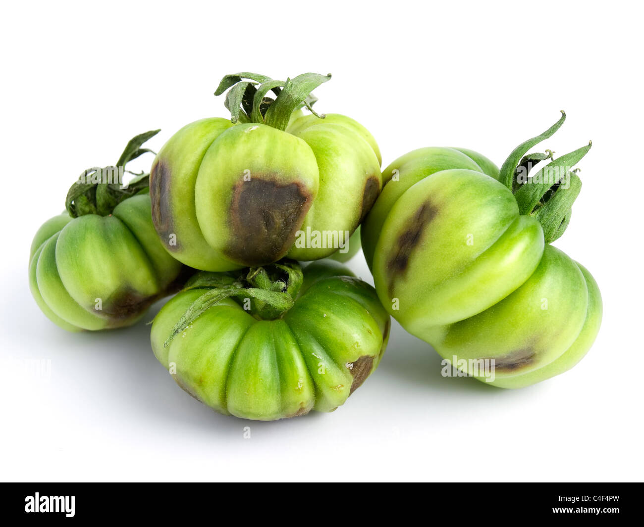 Several rotten immature green tomatoes on a white background Stock ...