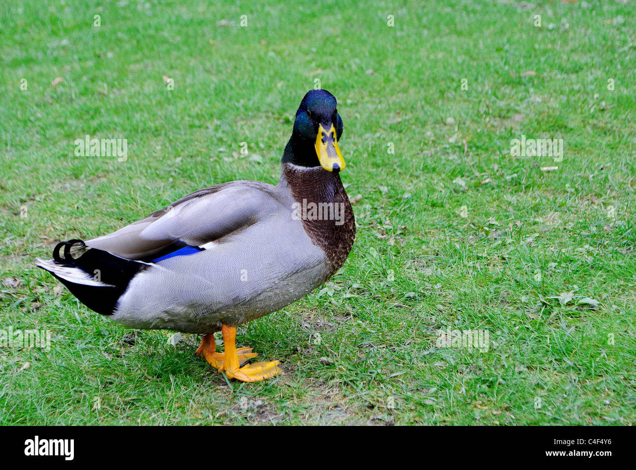 Relax aviary hi-res stock photography and images - Alamy