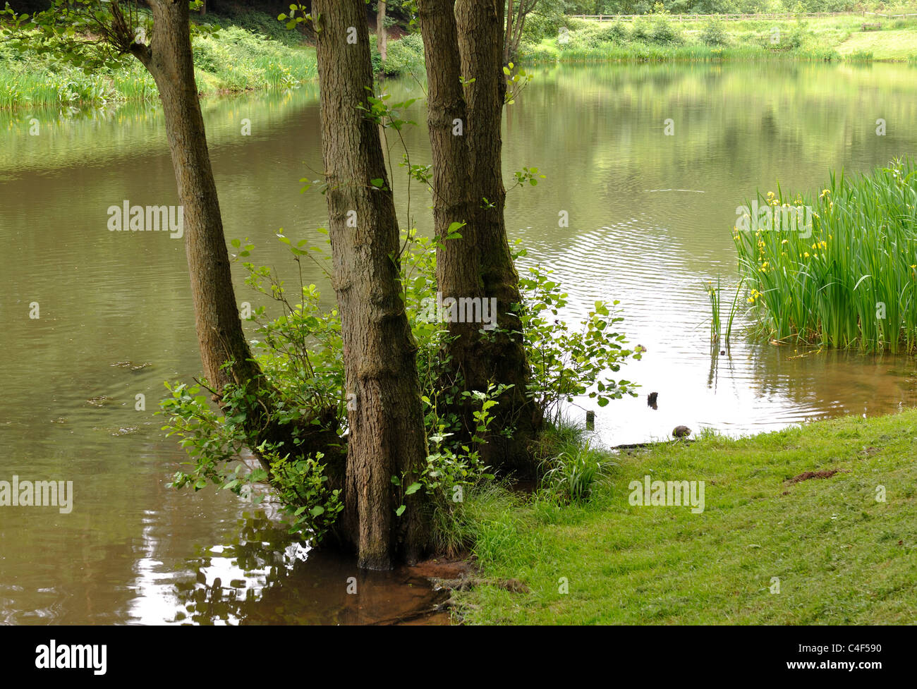 Soudley Ponds, Forest of Dean, Gloucestershire, England, UK Stock Photo ...