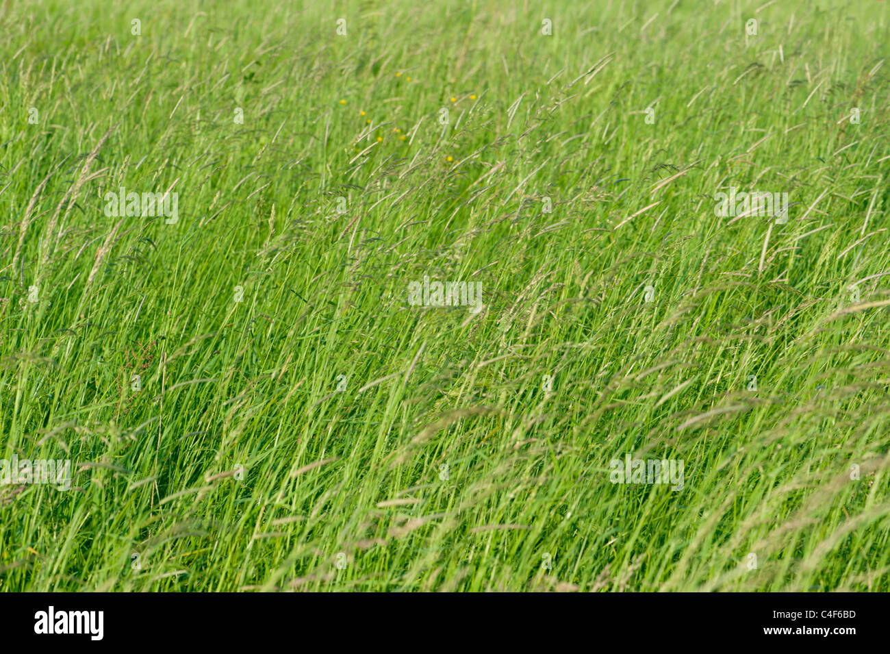 Green high grass background on a meadow Stock Photo - Alamy