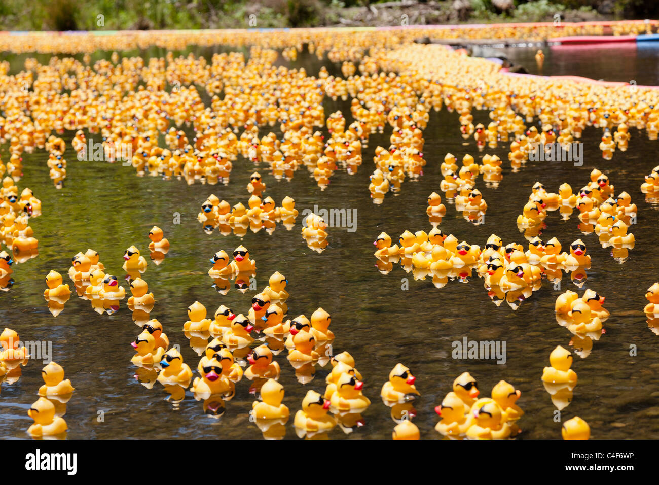 LOS GATOS, CA, USA - JUNE 12: The rubber duckies are kicking off their ...