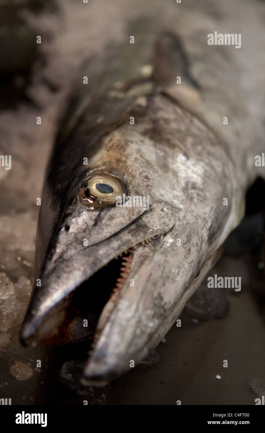 Dishy hi-res stock photography and images - Alamy