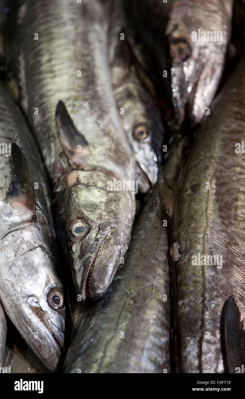Scaley scaly scales hi-res stock photography and images - Alamy