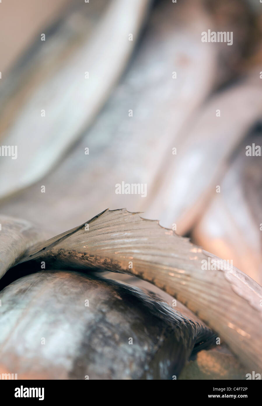 Ribbonfish hi-res stock photography and images - Alamy