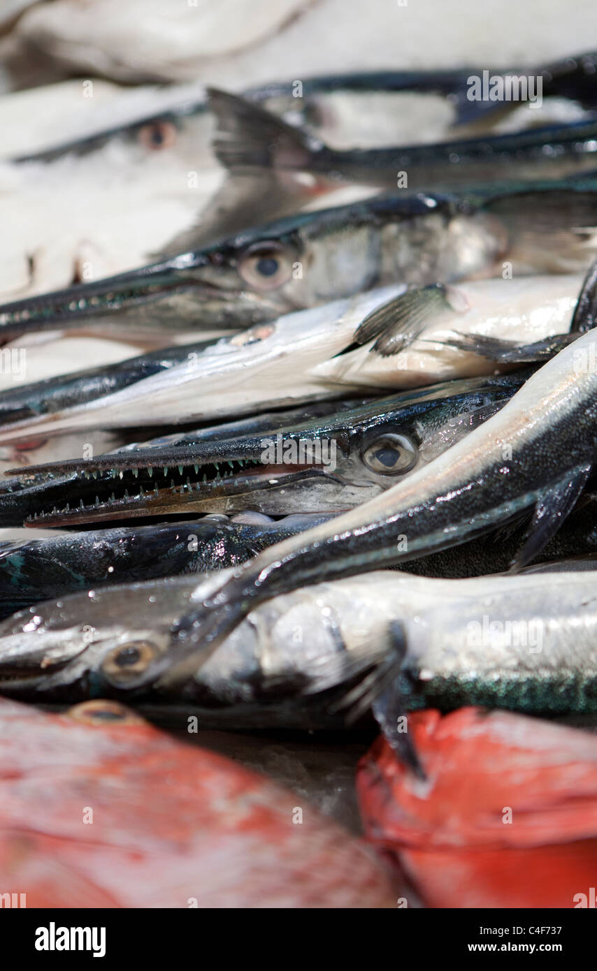 Needle fish catch Stock Photo - Alamy