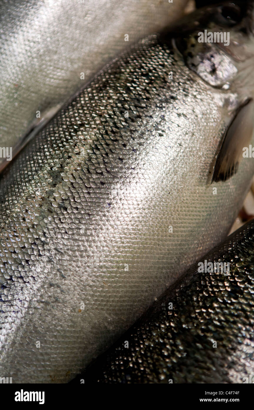Silvery fish scales skin hi-res stock photography and images - Alamy