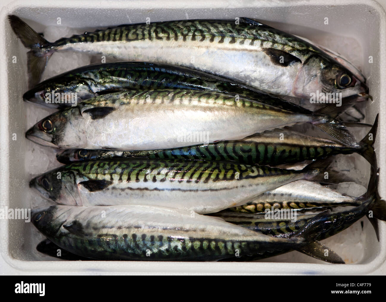 Mackrel High Resolution Stock Photography and Images - Alamy