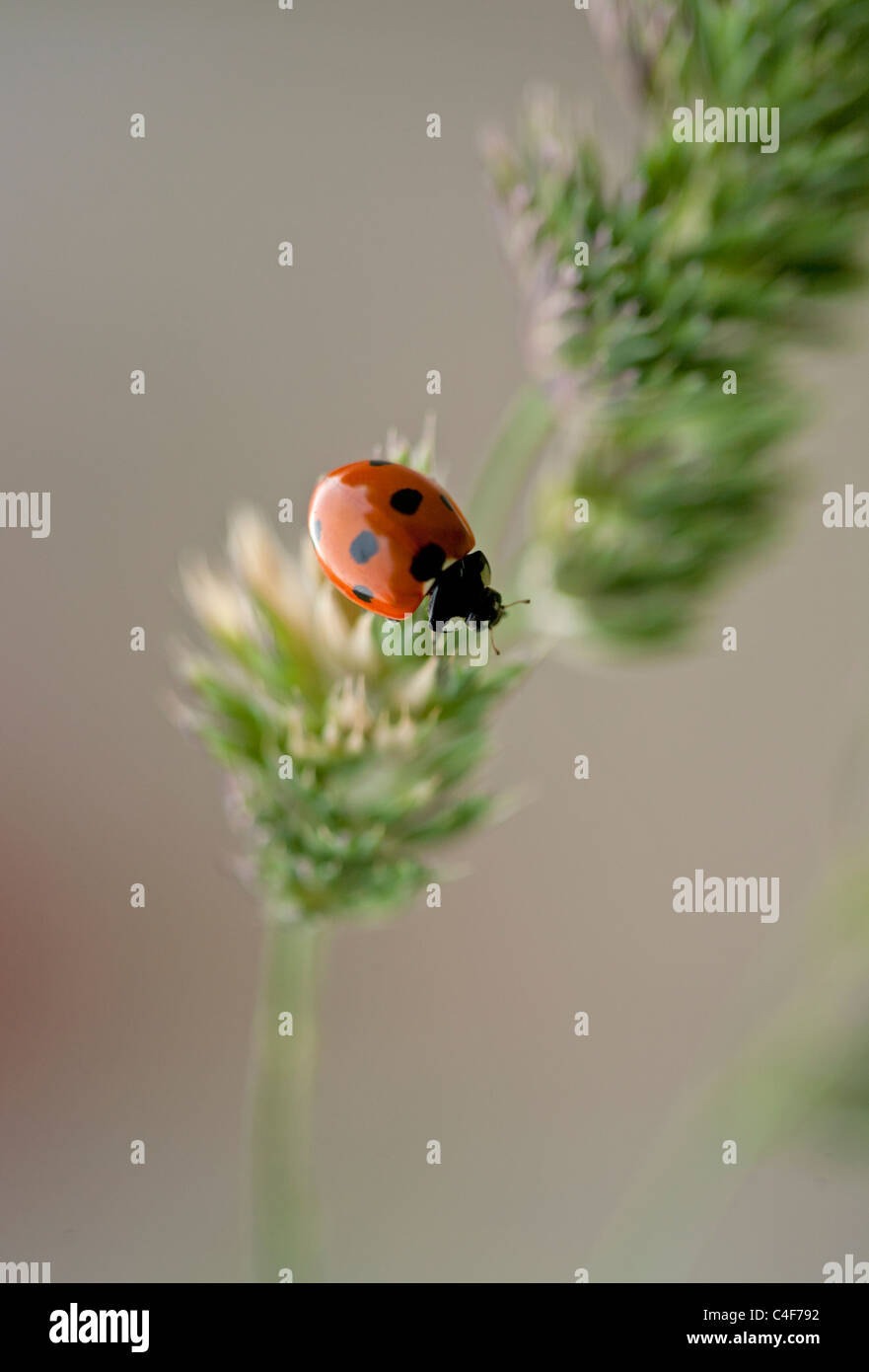 Ladybird beatle hi-res stock photography and images - Alamy