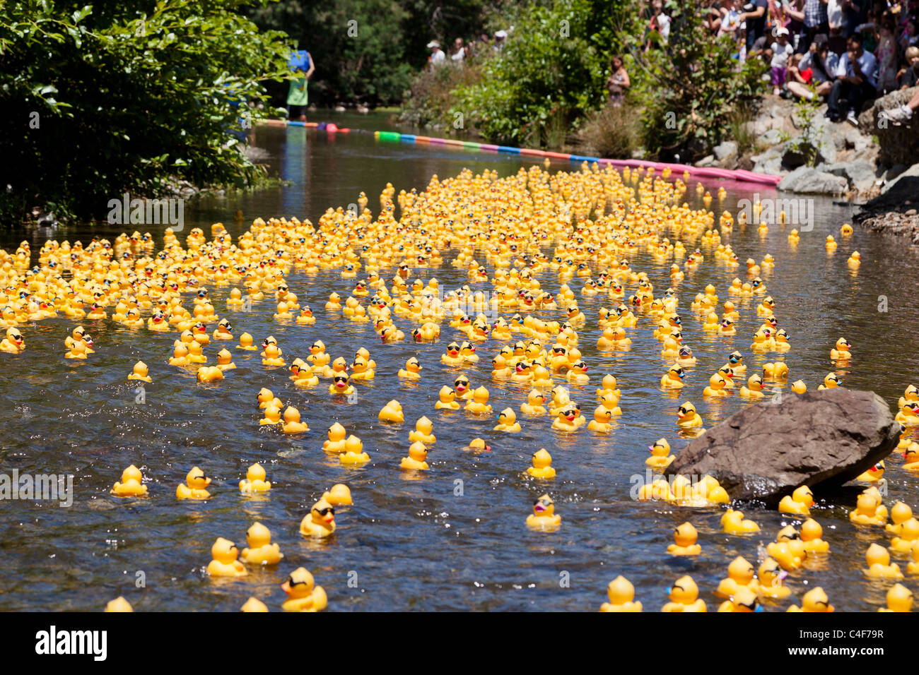LOS GATOS, CA, USA - JUNE 12: The rubber duckies are kicking off their ...