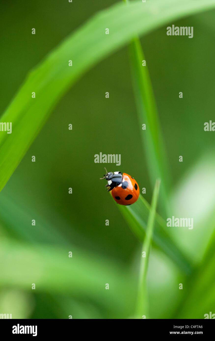 Ladybird home hi-res stock photography and images - Alamy
