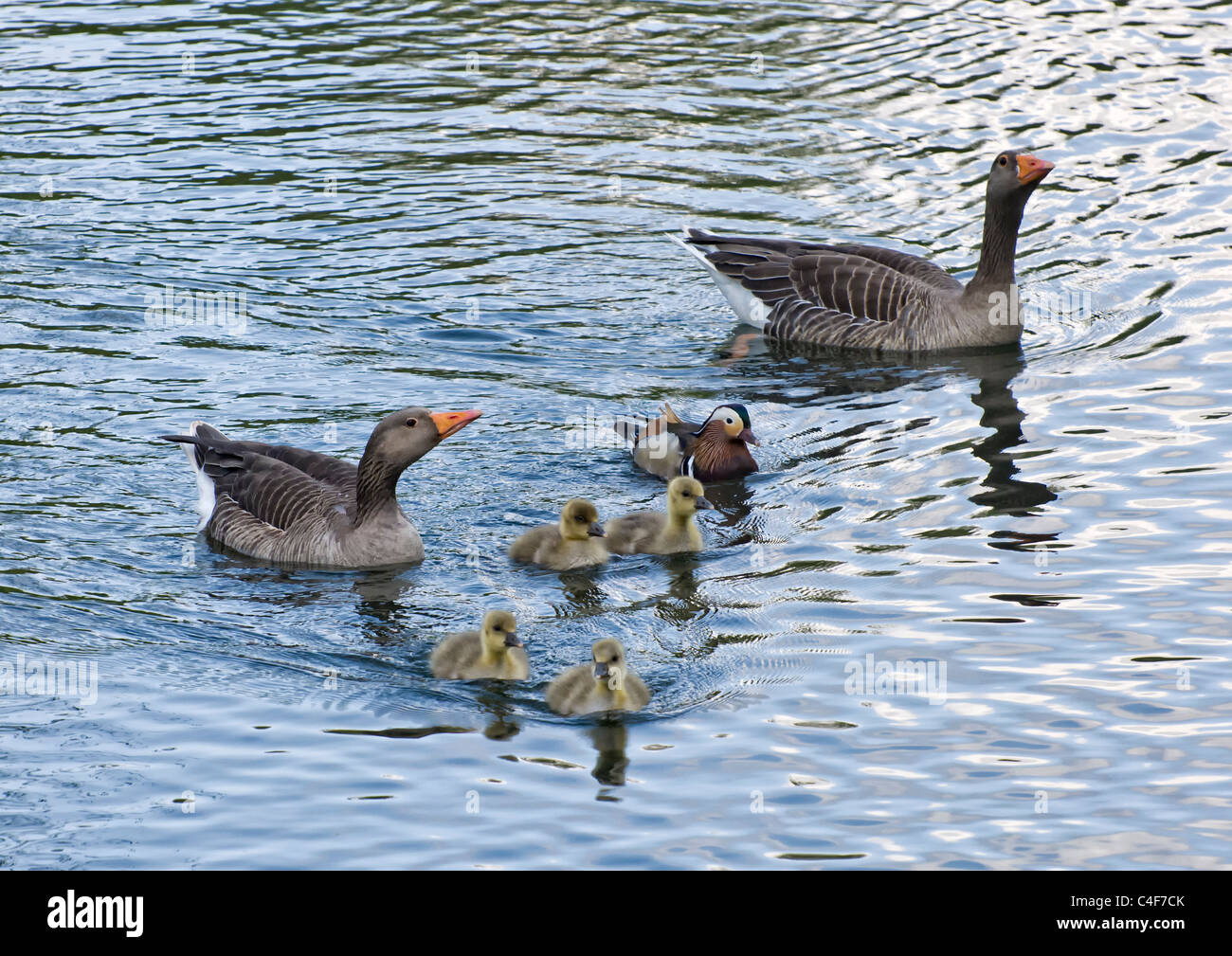 This solitary Mandarin drake has for the past two years adopted a ...