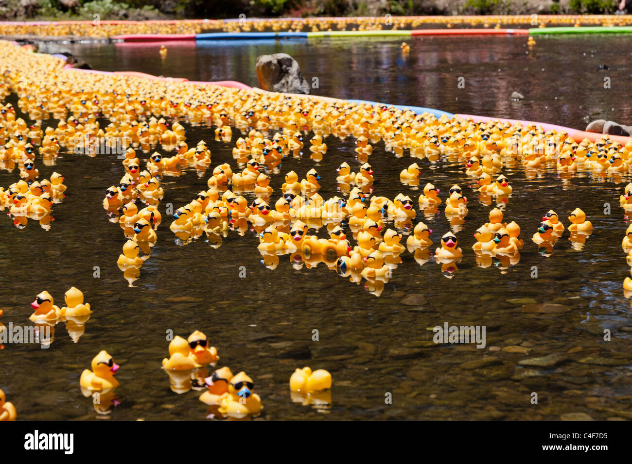 LOS GATOS, CA, USA - JUNE 12: The rubber duckies are kicking off their ...