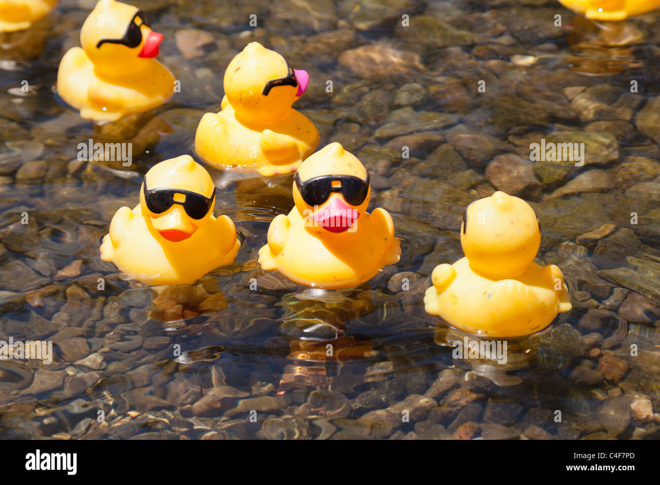 LOS GATOS, CA, USA - JUNE 12: The rubber duckies are kicking off their ...