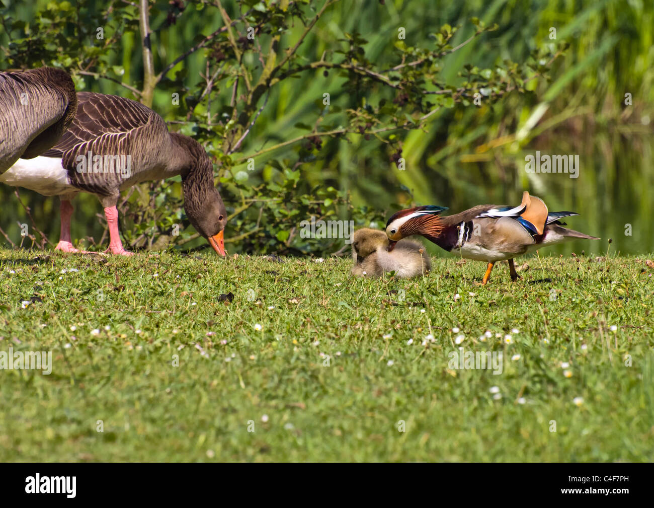 Mandarin Duck drake preening greylag goose gosling Stock Photo - Alamy