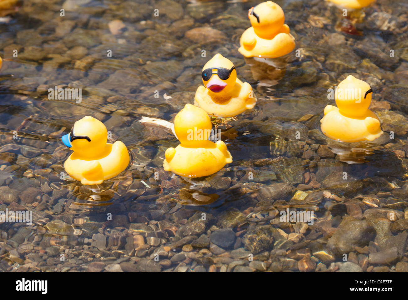 LOS GATOS, CA, USA - JUNE 12: The rubber duckies are kicking off their ...