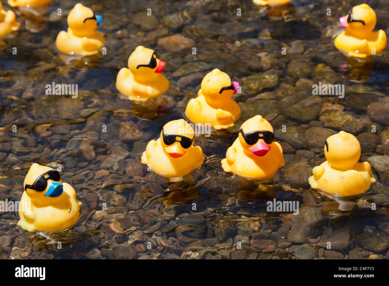 LOS GATOS, CA, USA - JUNE 12: The rubber duckies are kicking off their ...