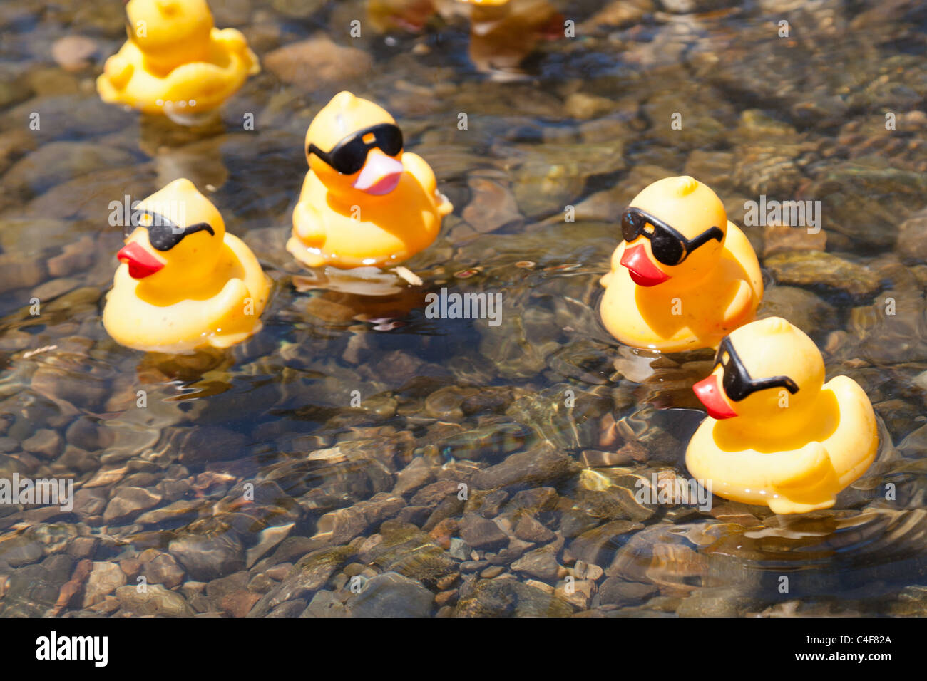 LOS GATOS, CA, USA - JUNE 12: The rubber duckies are kicking off their ...