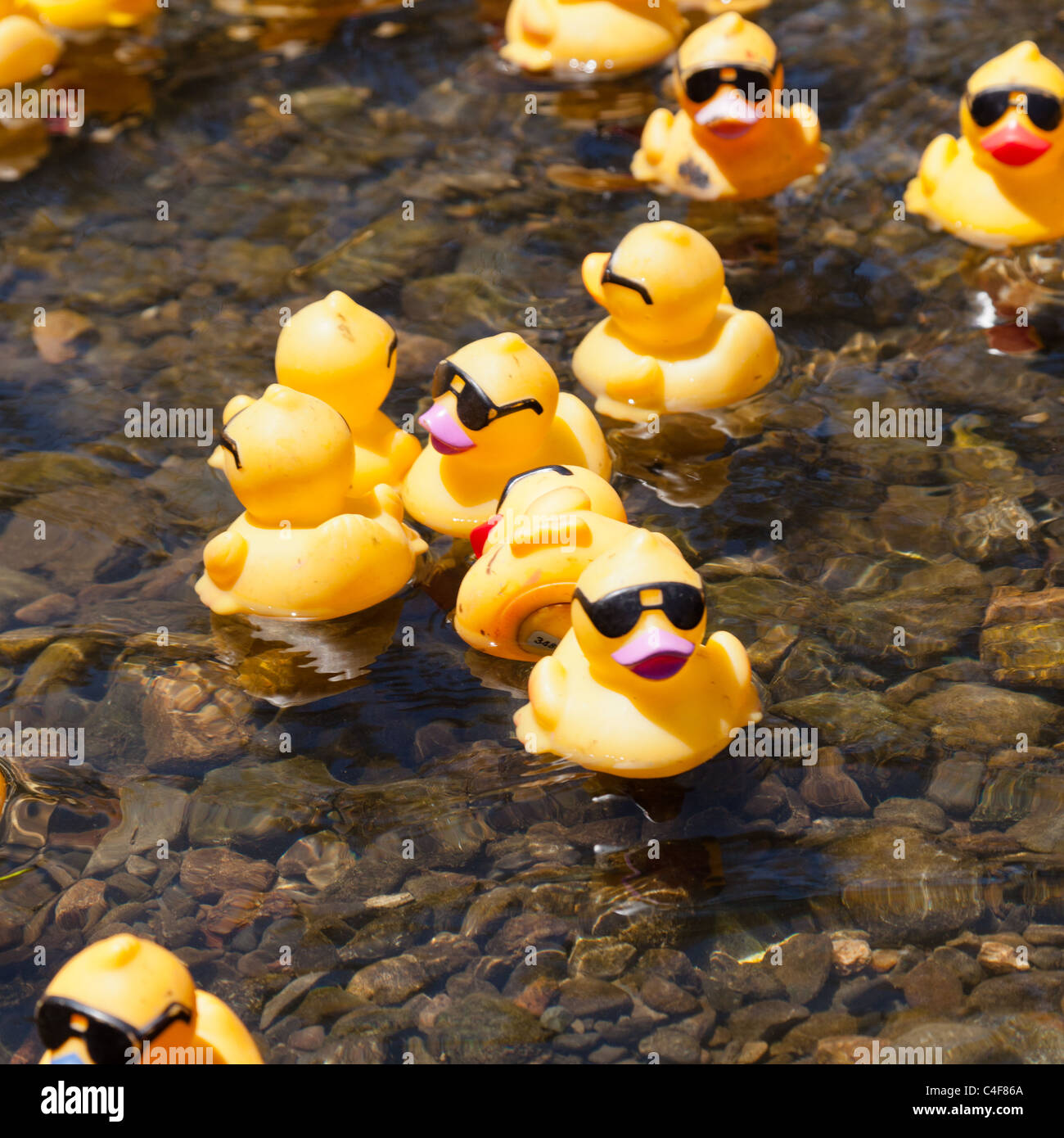 LOS GATOS, CA, USA - JUNE 12: The rubber duckies are kicking off their ...