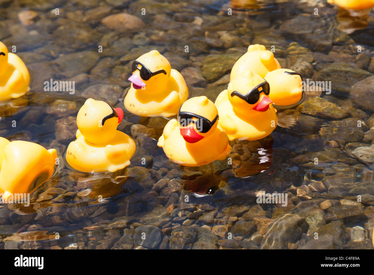 LOS GATOS, CA, USA - JUNE 12: The rubber duckies are kicking off their ...