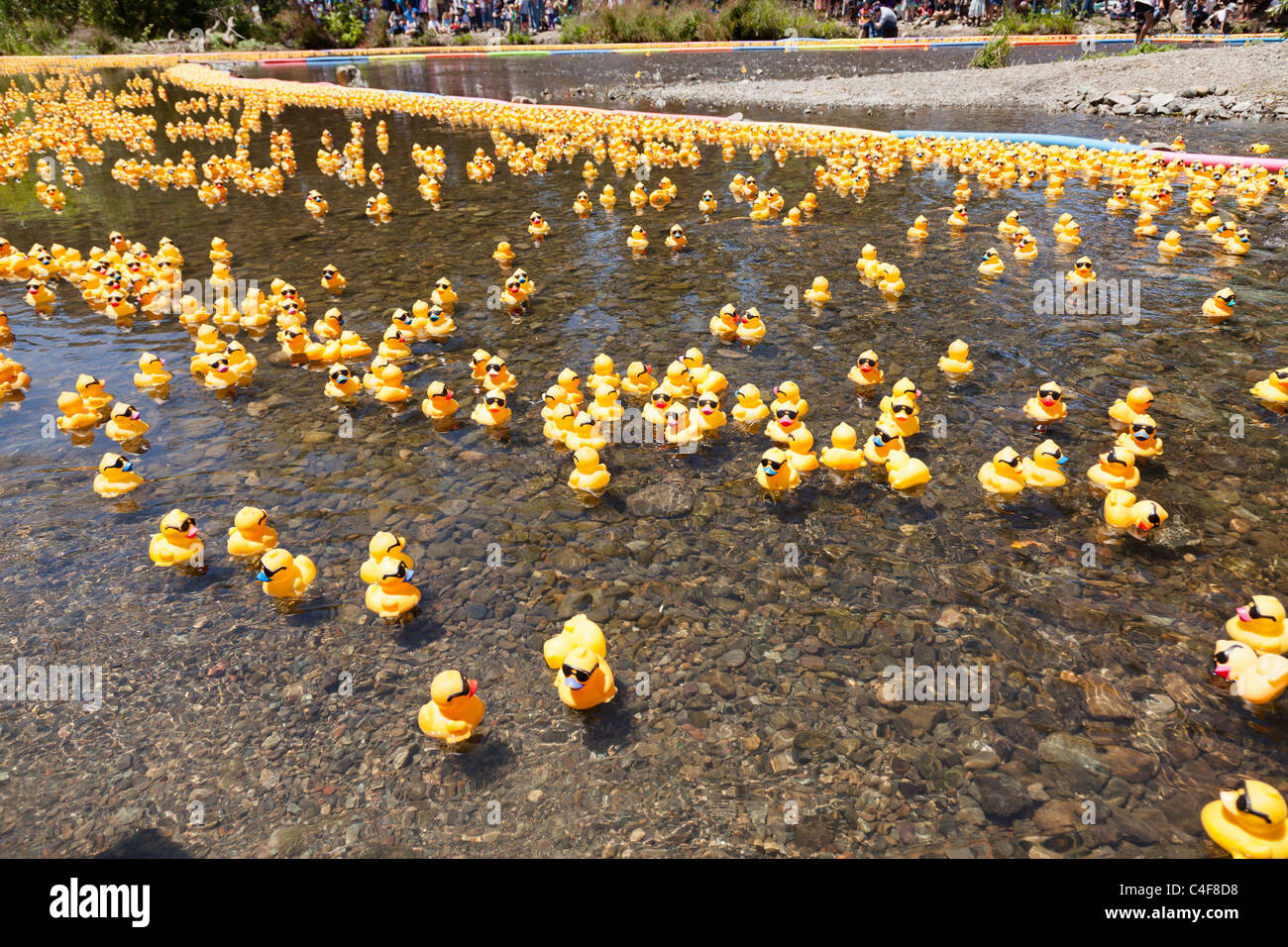 LOS GATOS, CA, USA - JUNE 12: The rubber duckies are kicking off their ...