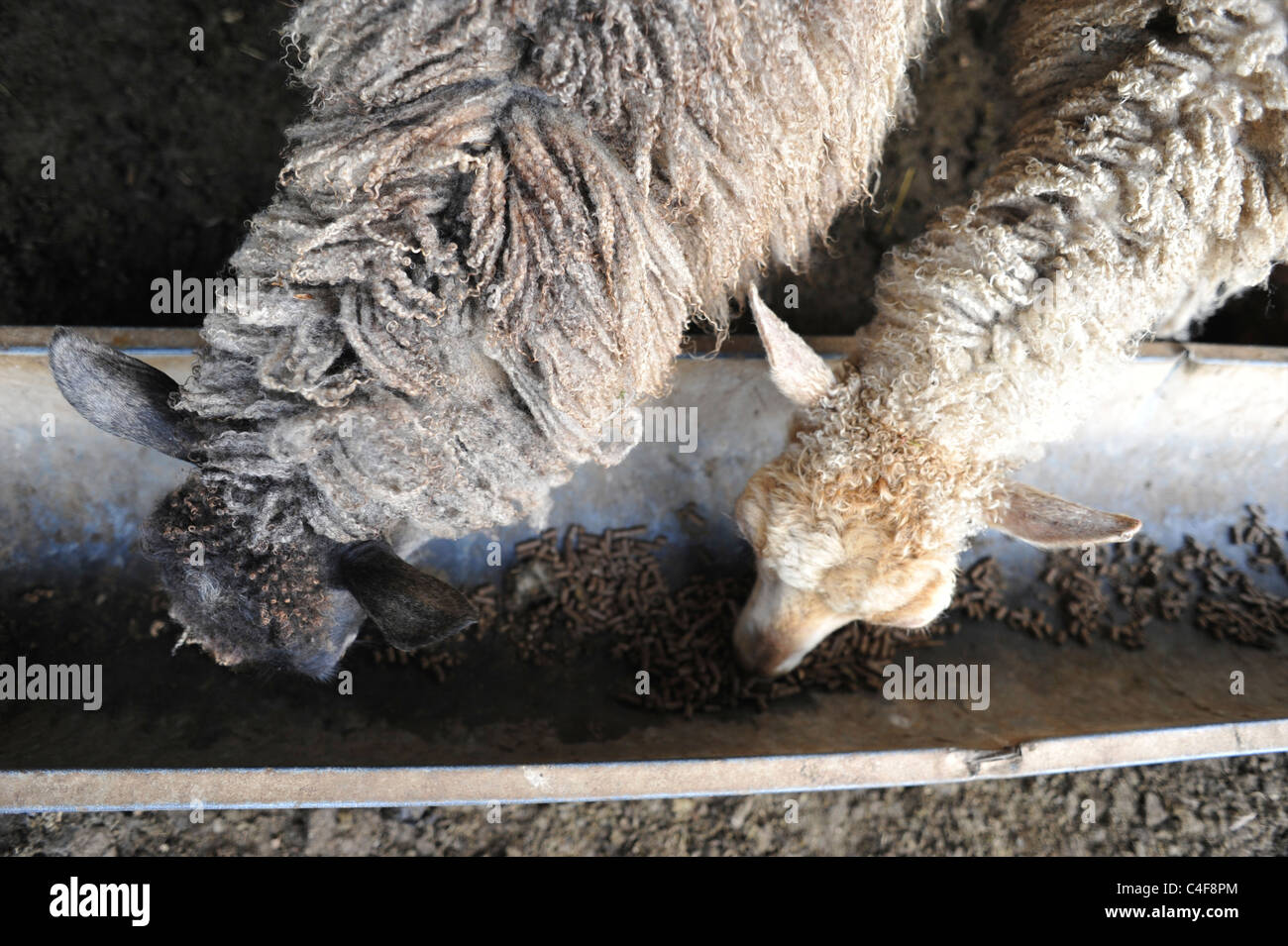 Sheep neck hi-res stock photography and images - Alamy