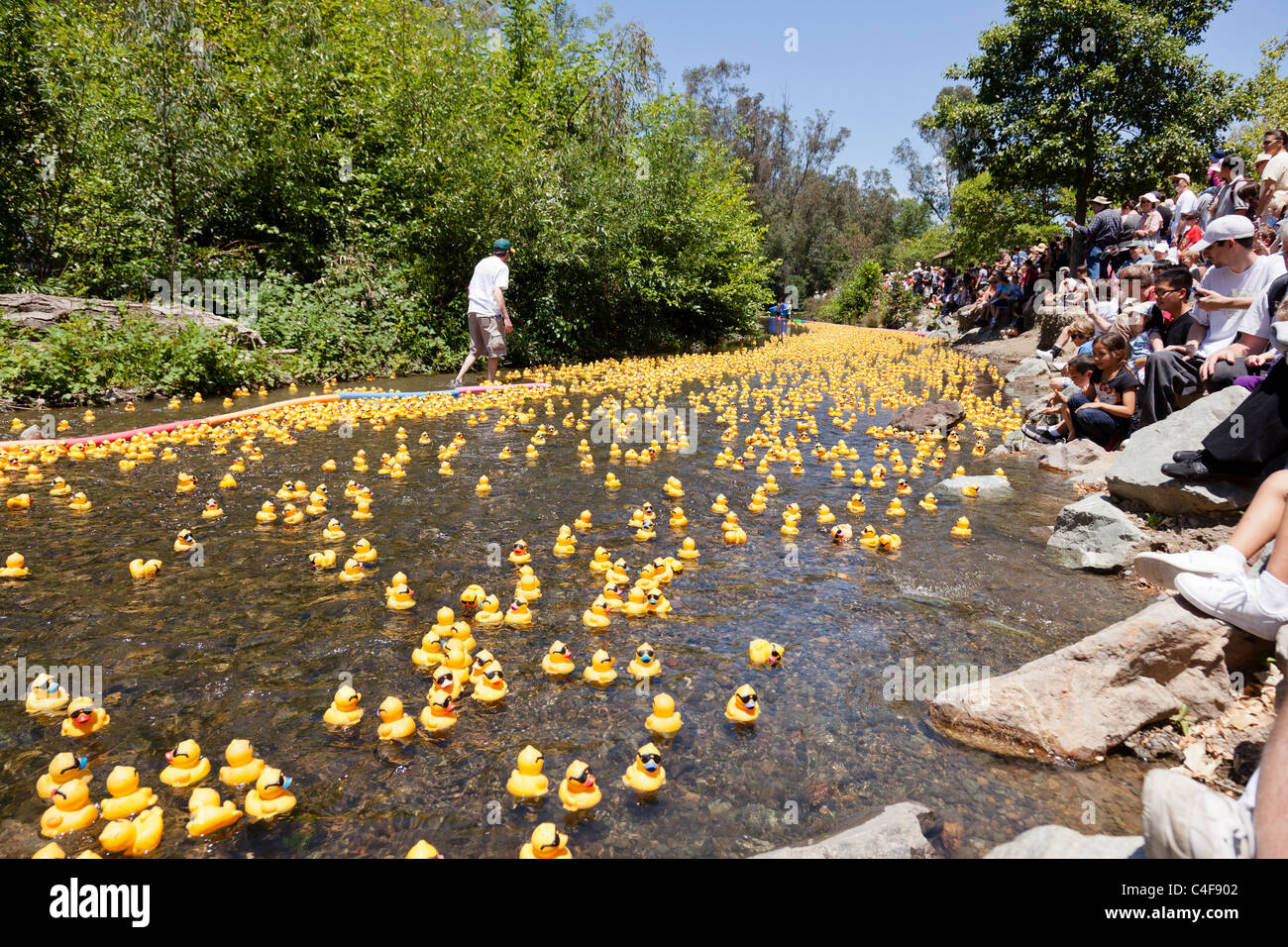 LOS GATOS, CA, USA - JUNE 12: The rubber duckies are kicking off their ...