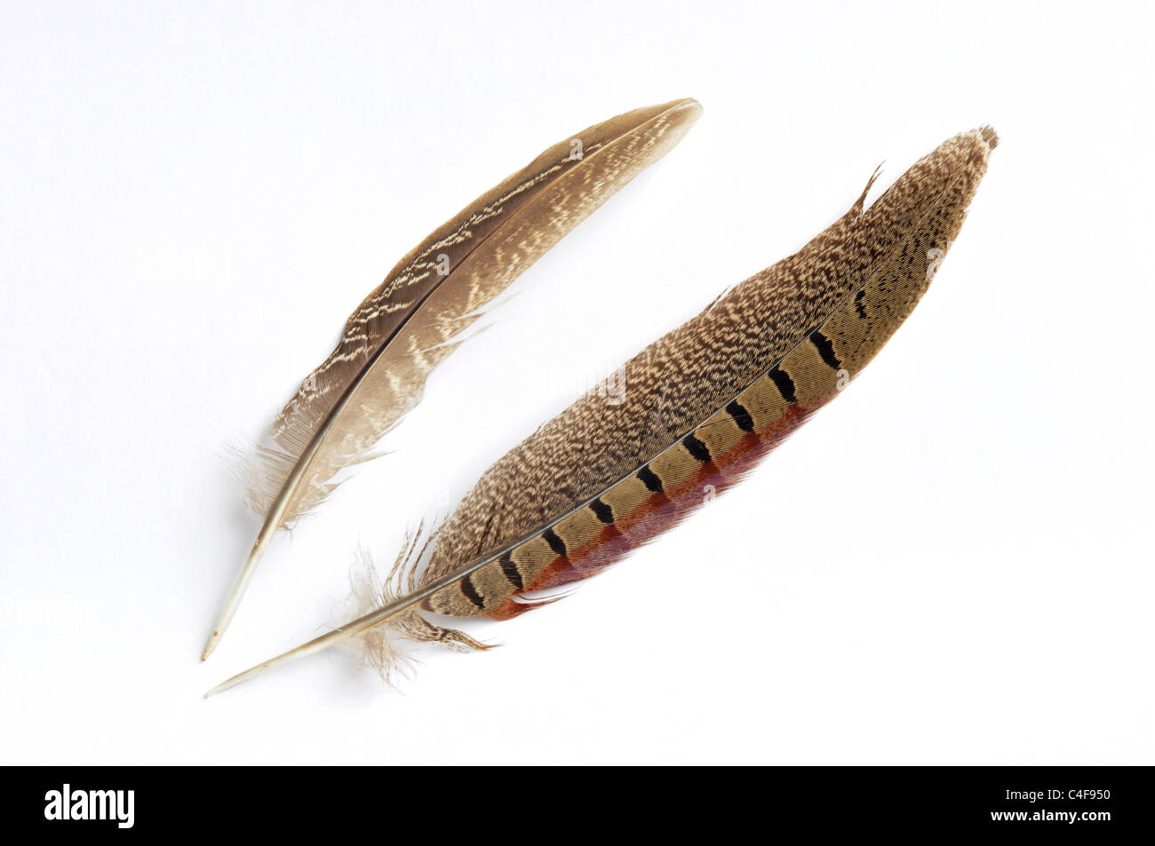 Two pieces of bird feather isolated on white background Stock Photo - Alamy