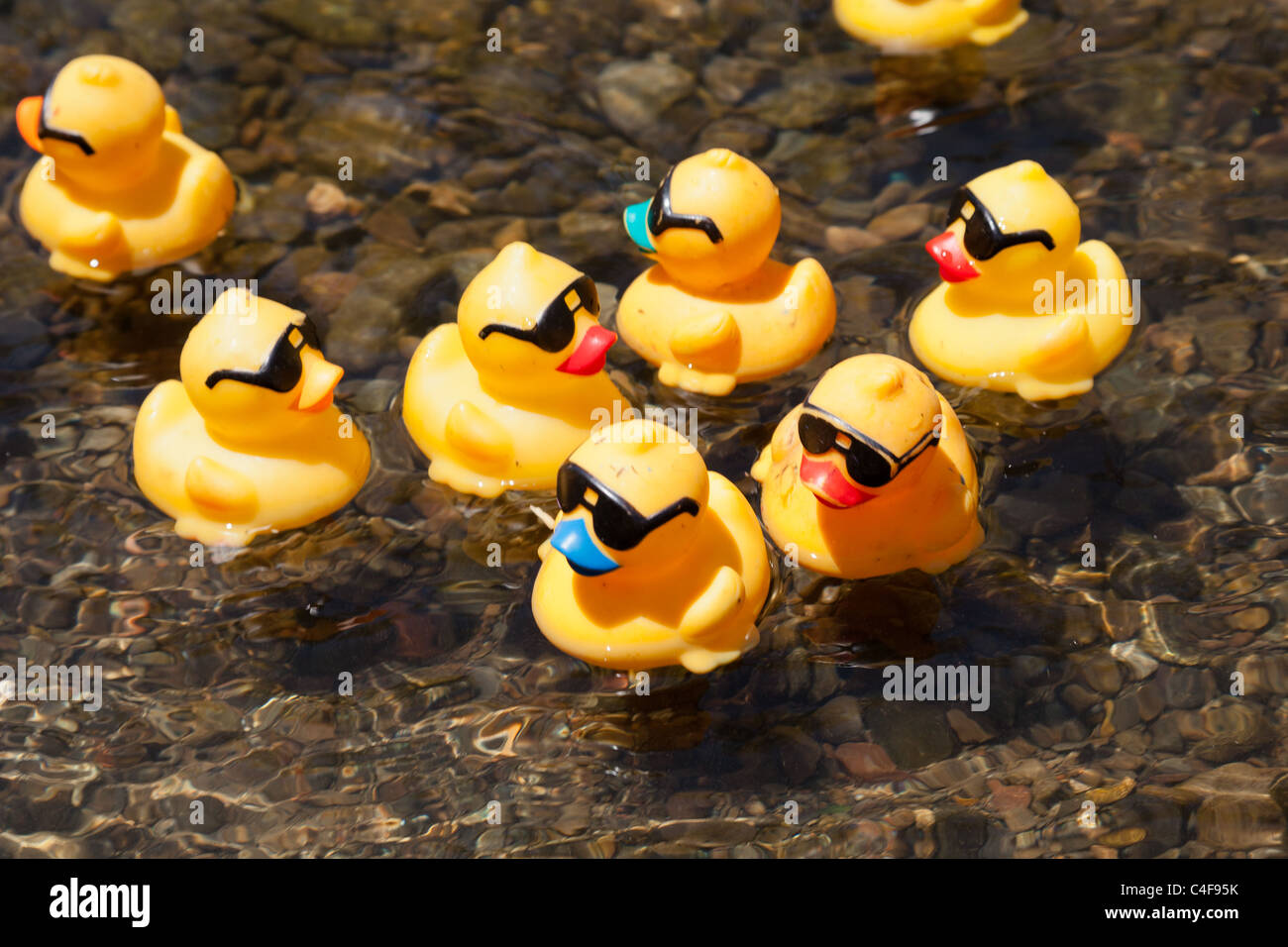LOS GATOS, CA, USA - JUNE 12: The rubber duckies are kicking off their ...