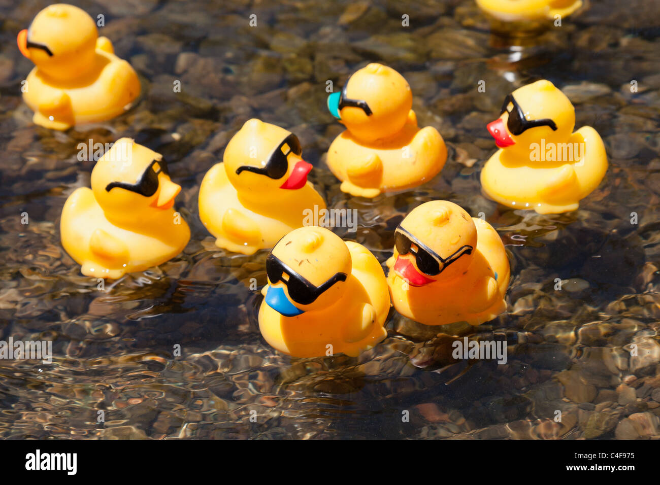 LOS GATOS, CA, USA - JUNE 12: The rubber duckies are kicking off their ...