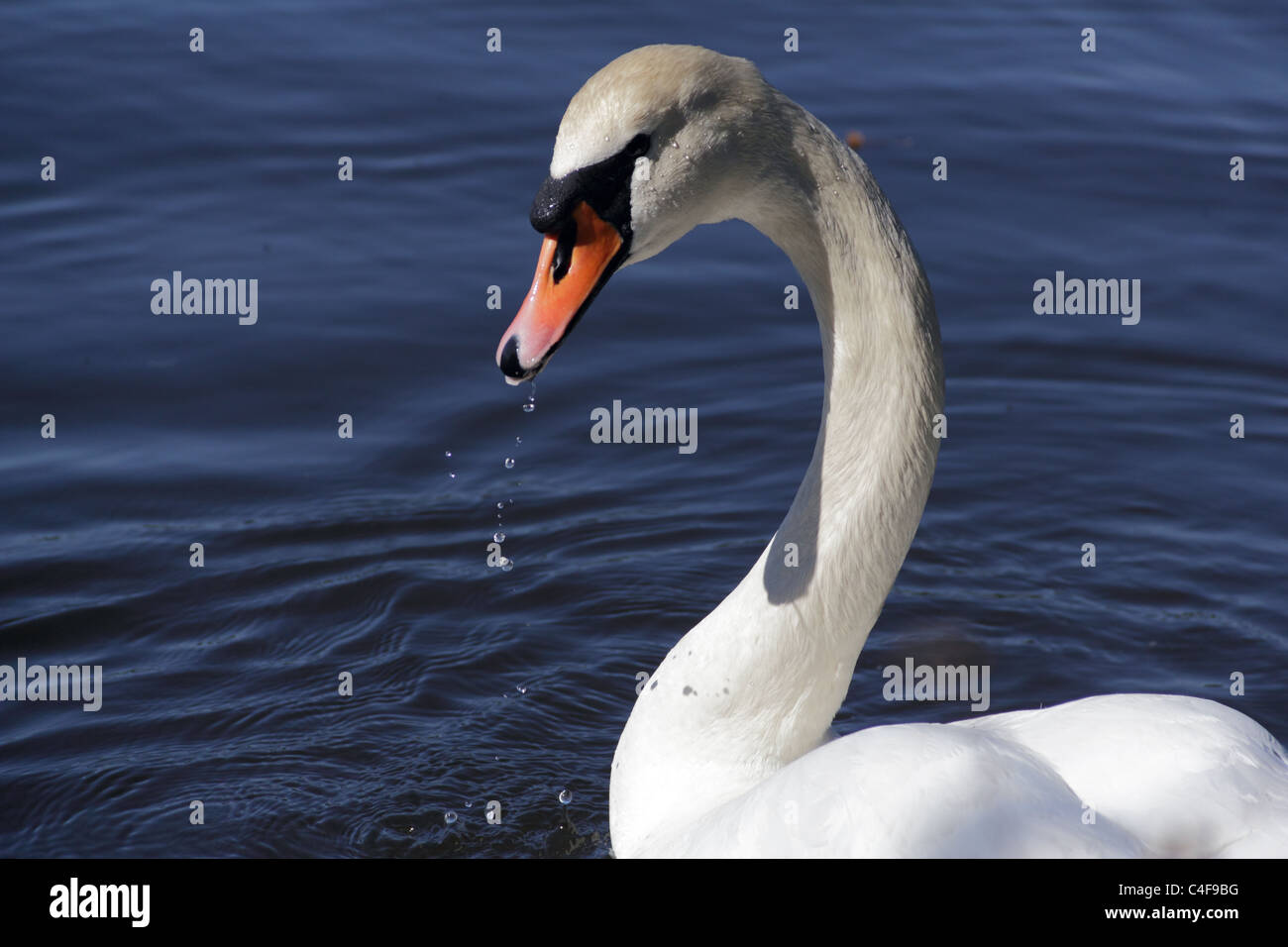 beautiful swan against blue water Stock Photo - Alamy
